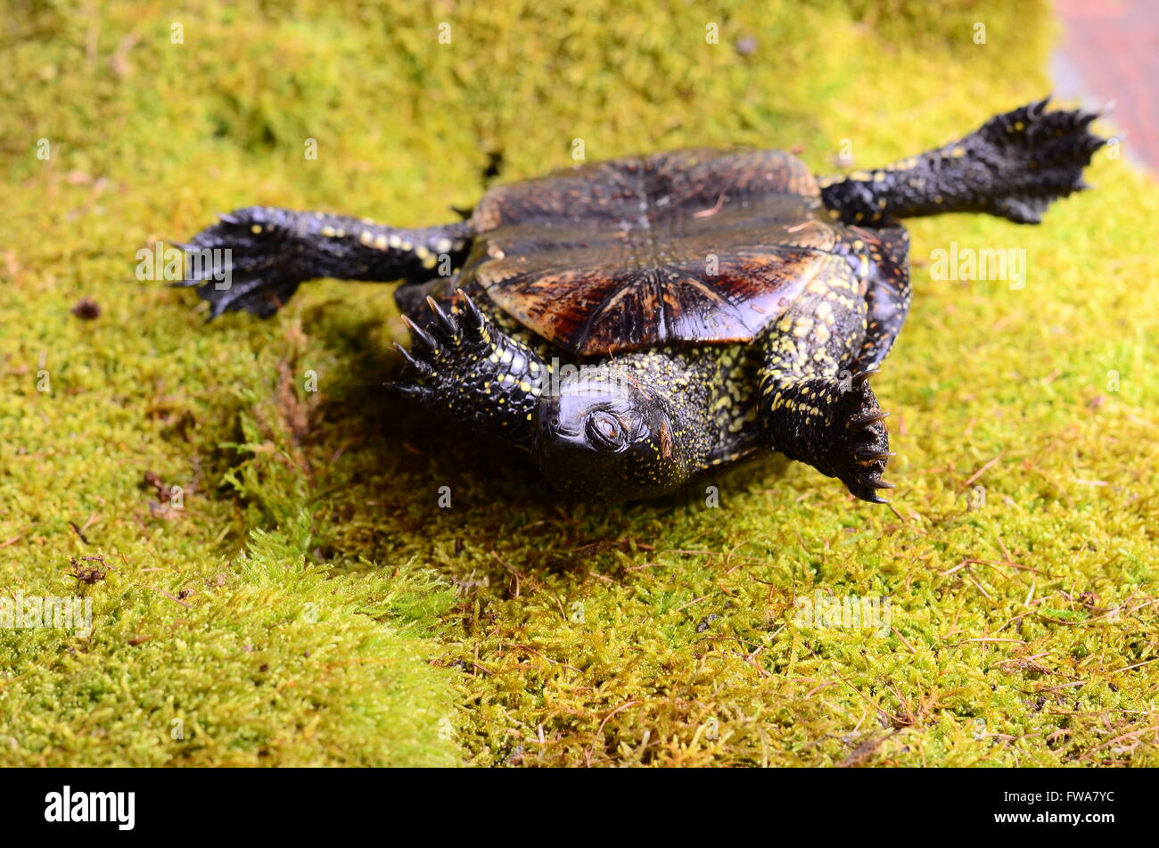 European bog turtle - Emys orbicularis environmental claw Stock Photo ...