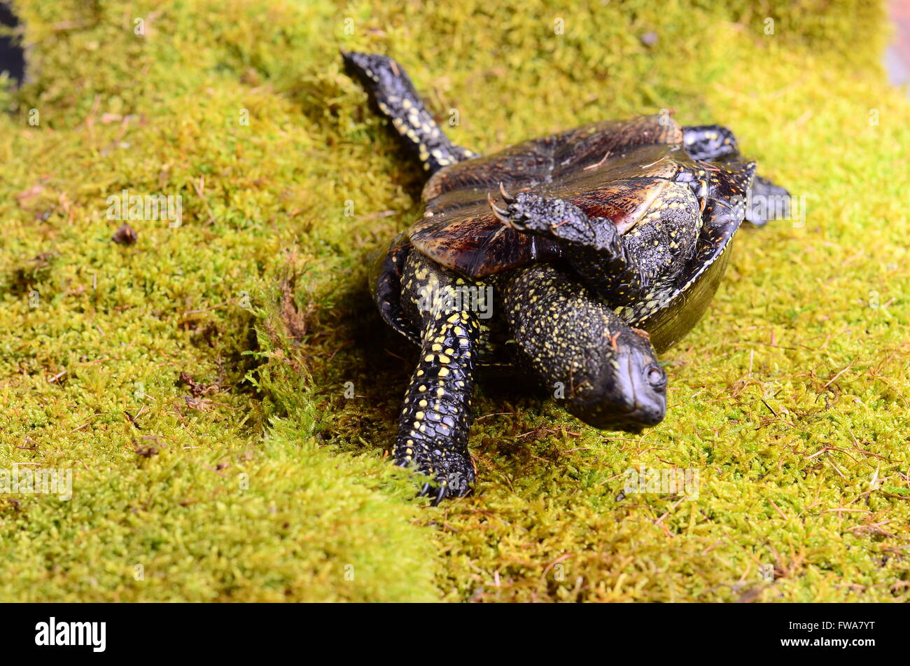 European bog turtle - Emys orbicularis environmental claw Stock Photo ...