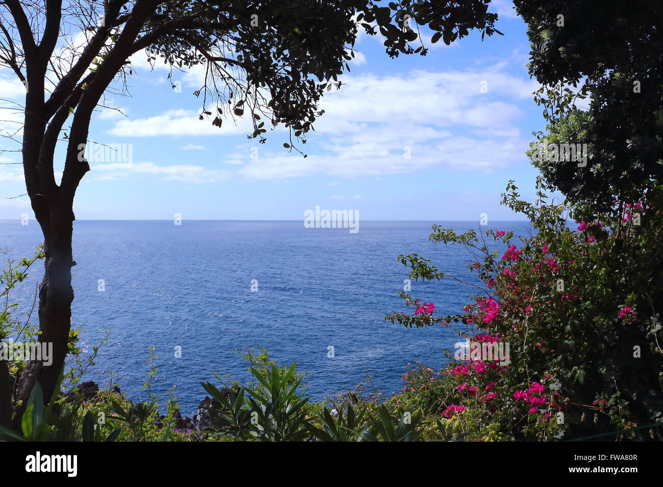 View the Atlantic Ocean, looking through the opulent flora from Funchal ...