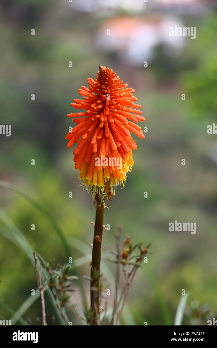 African fire lily hi-res stock photography and images - Alamy
