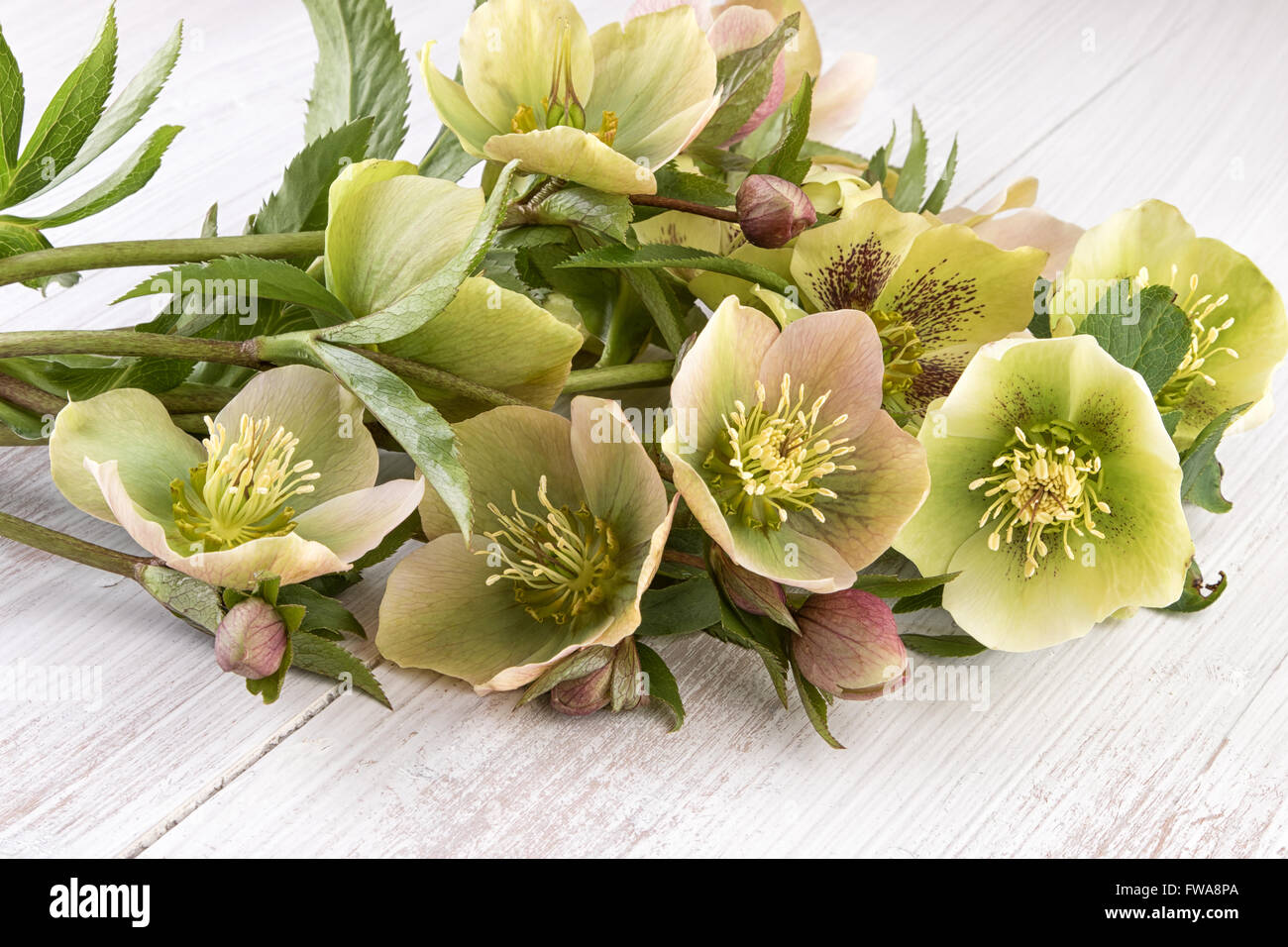 Yellow hellebore flowers hi-res stock photography and images - Alamy
