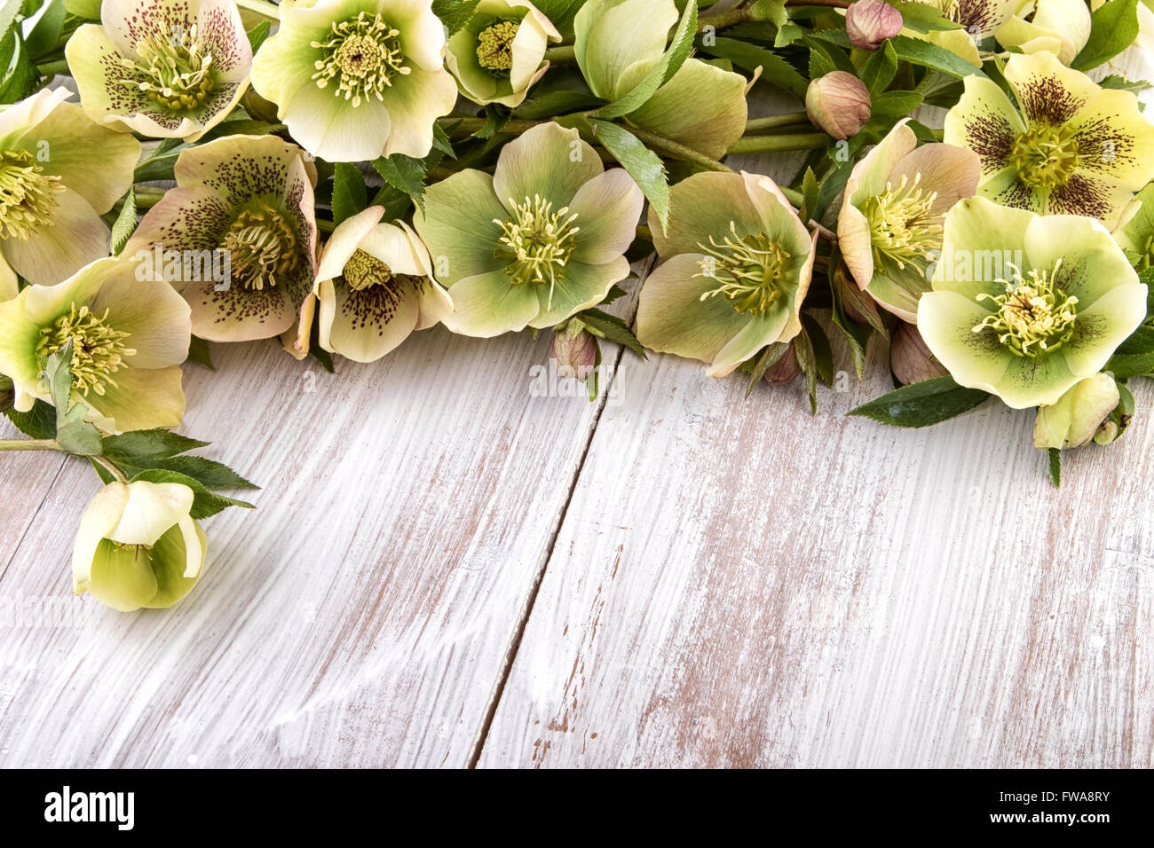 Spring flowers decoration over wood pastel colors Stock Photo - Alamy