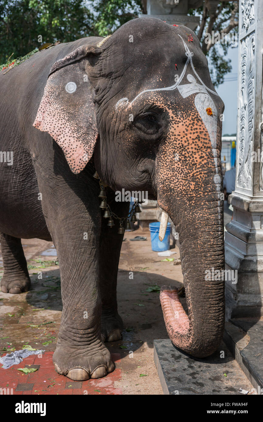 Srirangam elephant hi-res stock photography and images - Alamy
