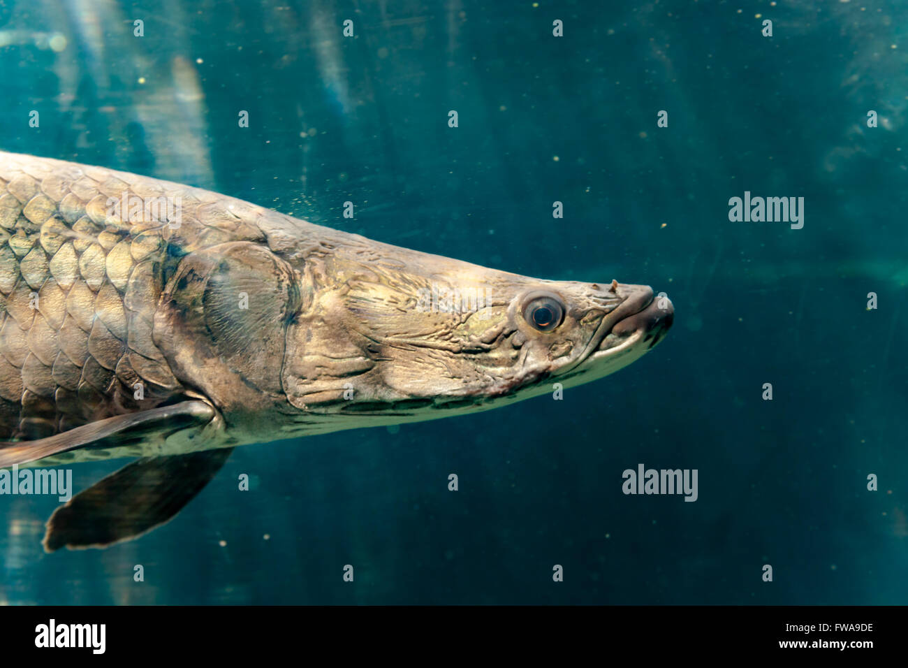 Arapaima native hi-res stock photography and images - Alamy