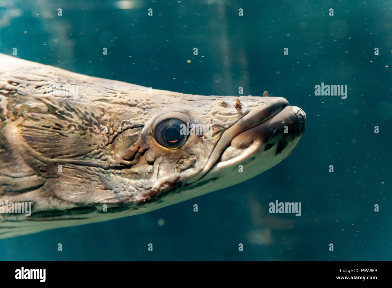 Arapaima native hi-res stock photography and images - Alamy