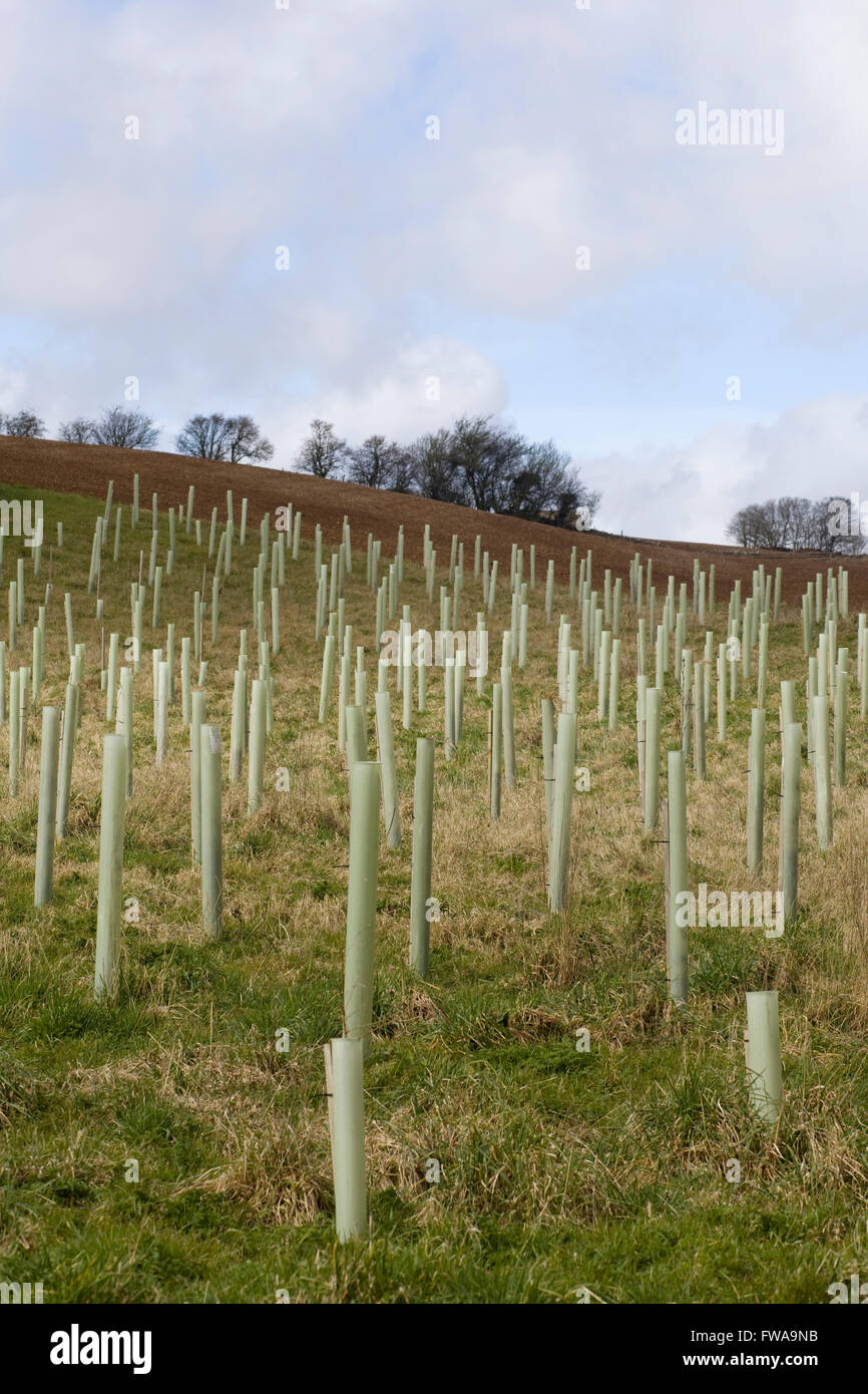 Protective covers trees hi-res stock photography and images - Alamy