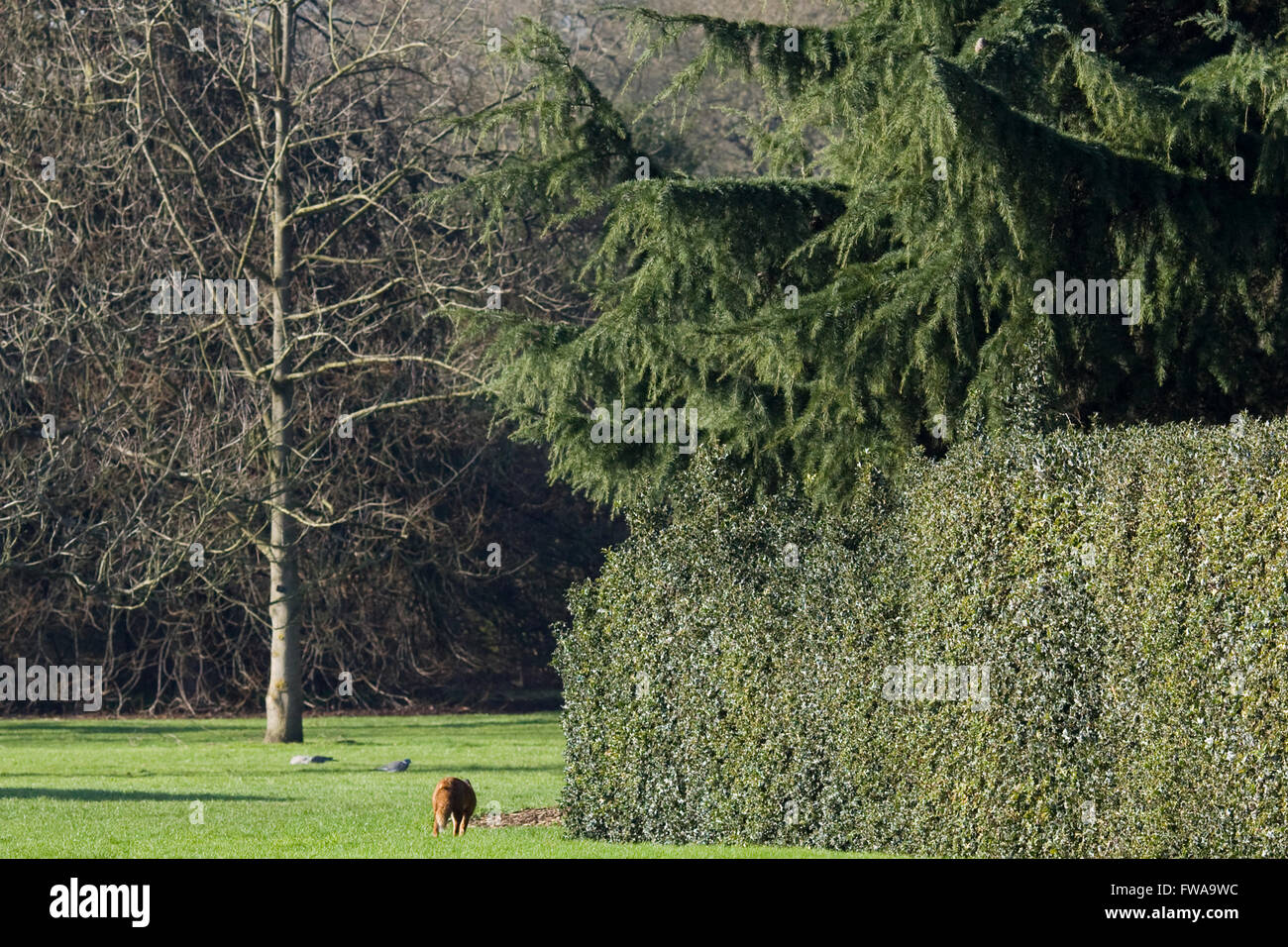 fox running away Stock Photo - Alamy