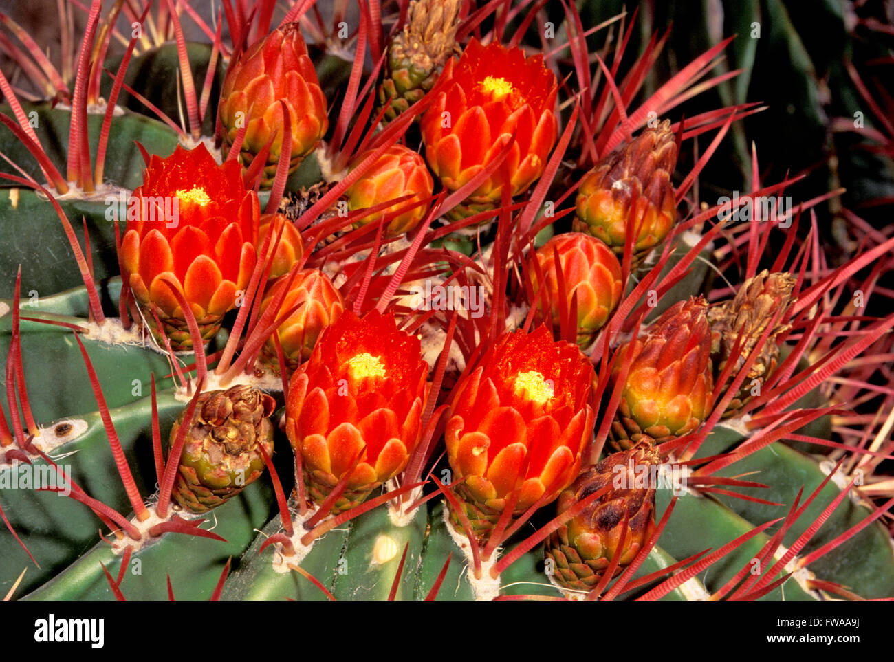 Ferocactus pilosus cactus hi-res stock photography and images - Alamy
