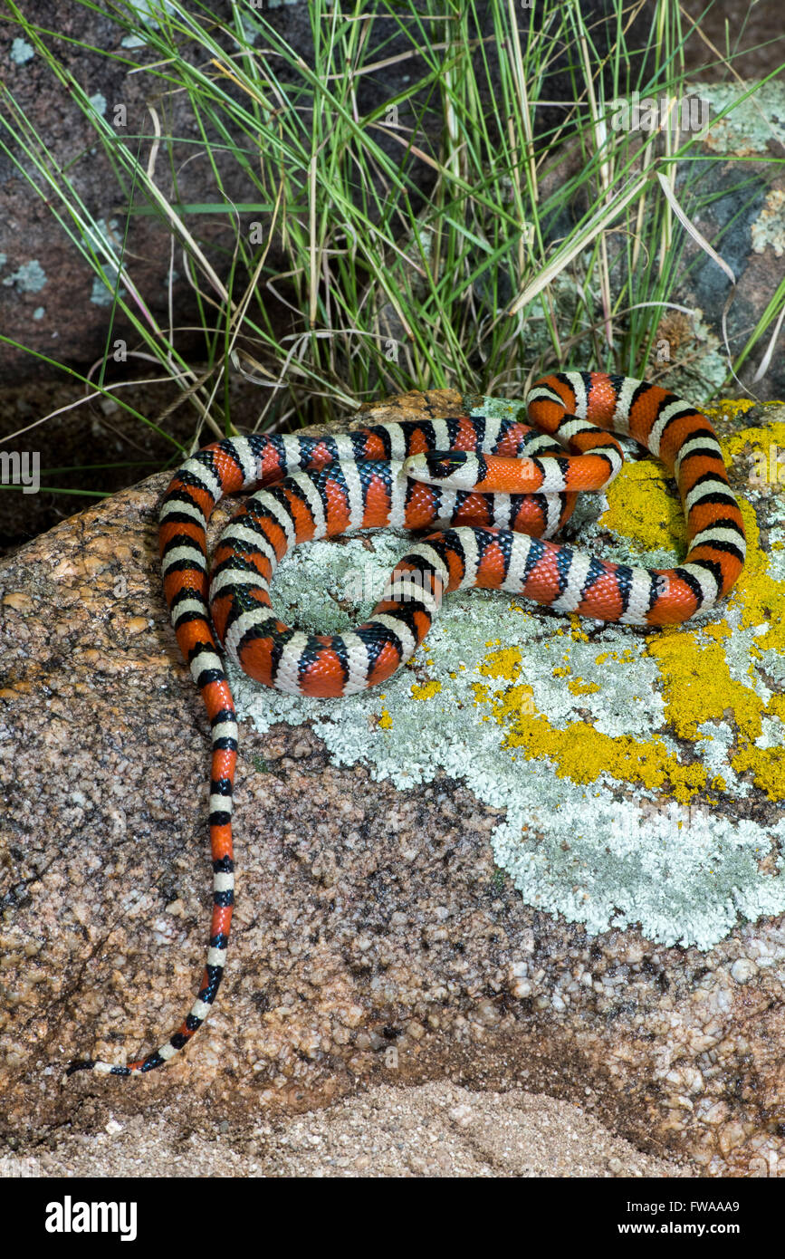 Sonoran Mountain Kingsnake Lampropeltis pyromelana pyromelana Brushy ...