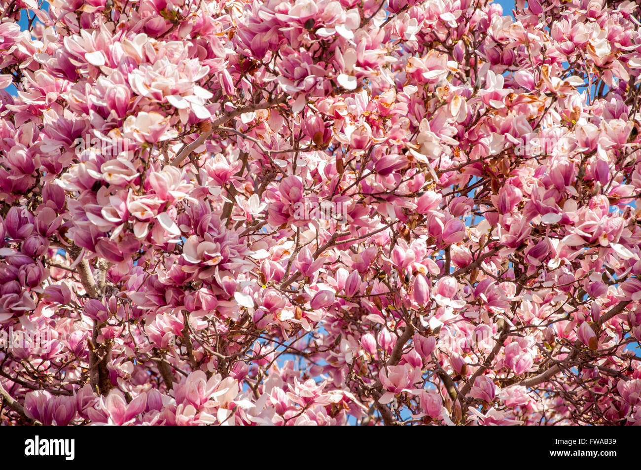 Spring colors hi-res stock photography and images - Alamy