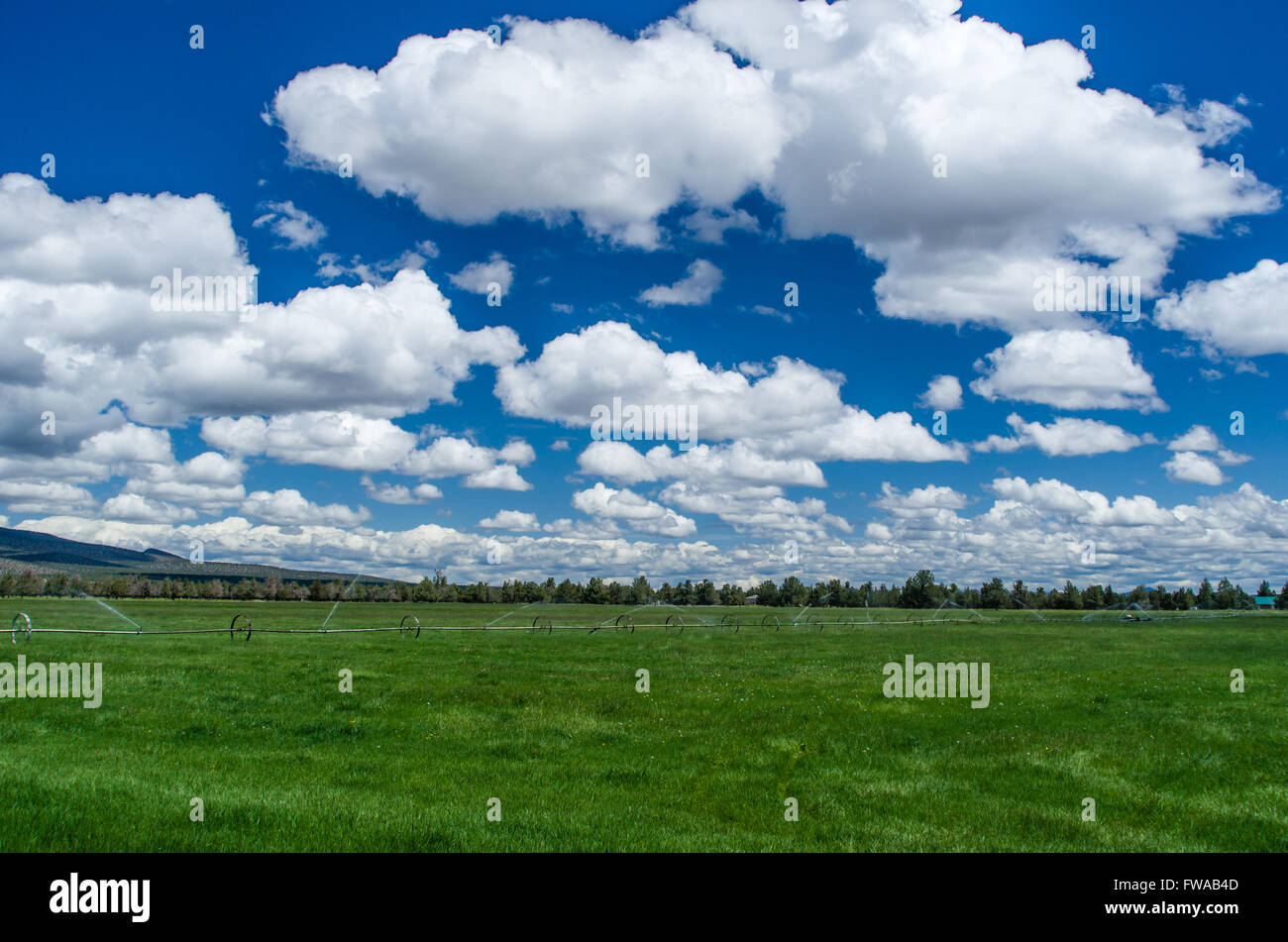 Irrigated pasture hi-res stock photography and images - Alamy