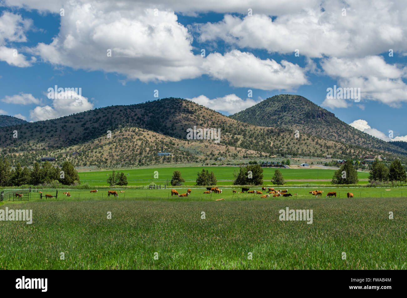 Cow cows clouds grazing hi-res stock photography and images - Alamy