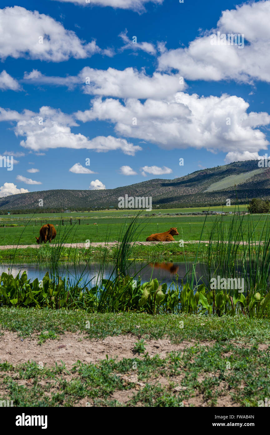 Cows resting on a ranch near a pond in eastern Oregon Stock Photo - Alamy