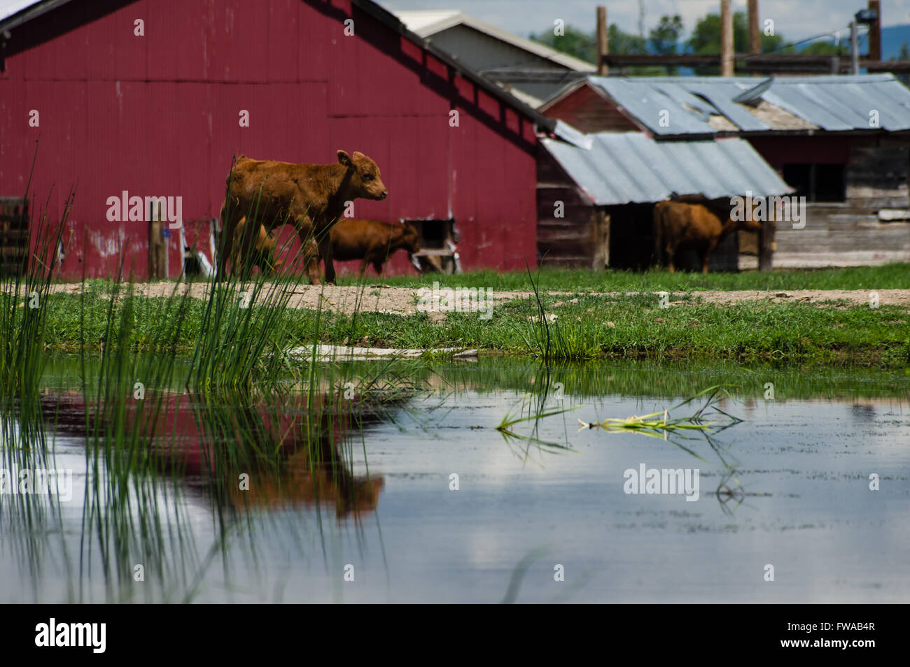 Barn along a pond hi-res stock photography and images - Alamy