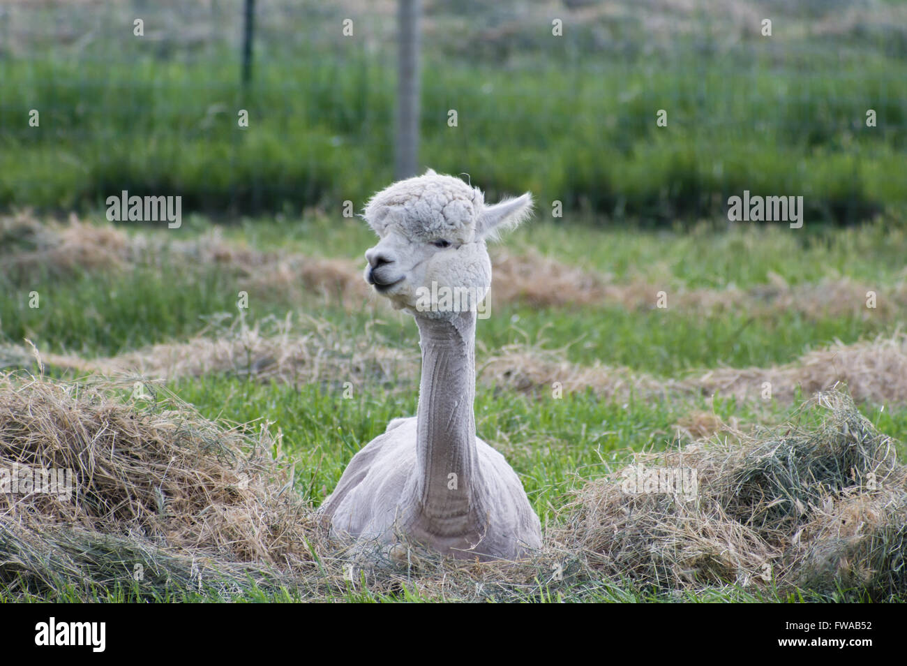 A sheared alpaca on a farm in eastern Oregon Stock Photo - Alamy