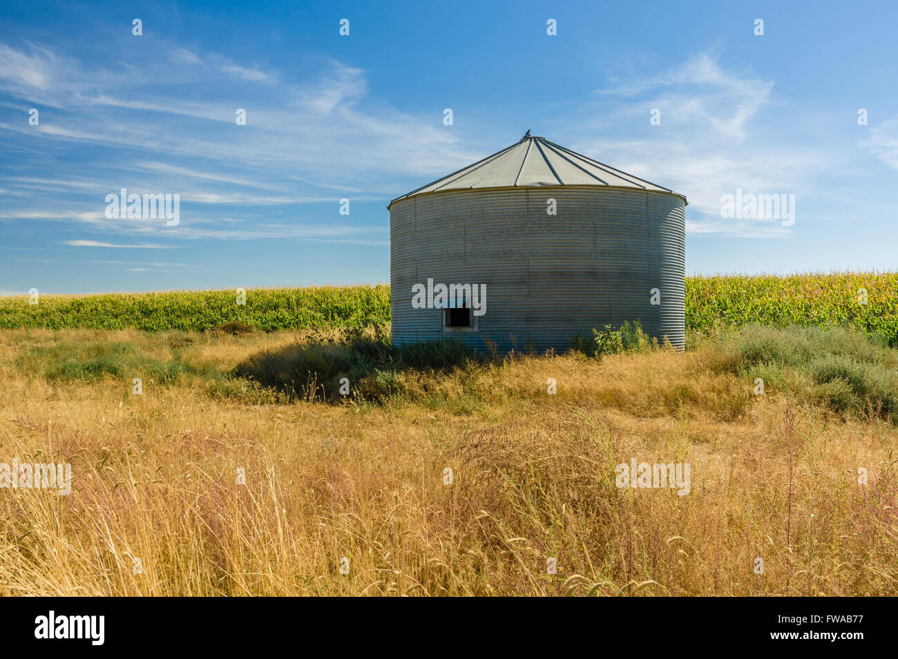 Metal silo on a farm with corn field in eastern Washington, USA Stock ...