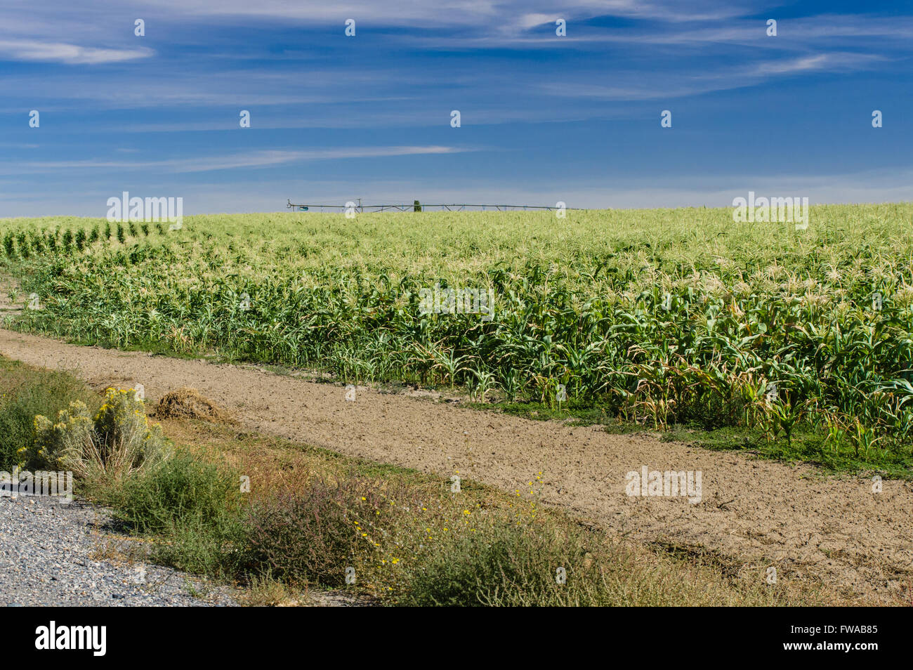 Growing maize hi-res stock photography and images - Alamy