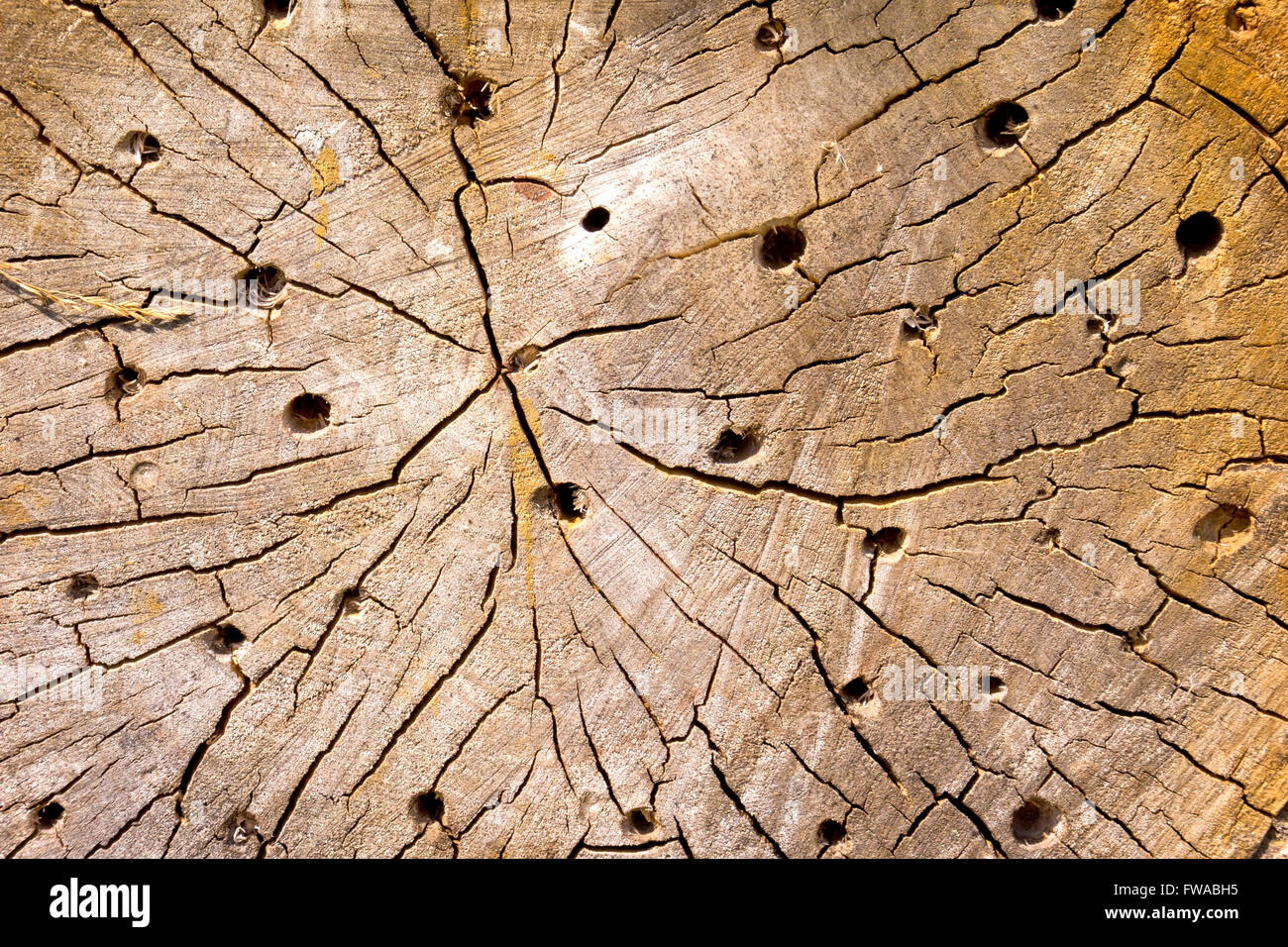 Detail of a wooden insect hotel from tree slices Stock Photo - Alamy