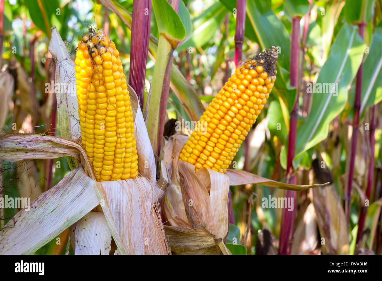 Urban corn field hi-res stock photography and images - Alamy