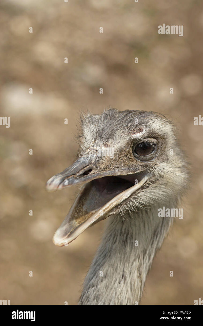 Side view of a smiling ostrich. Vertically Stock Photo - Alamy