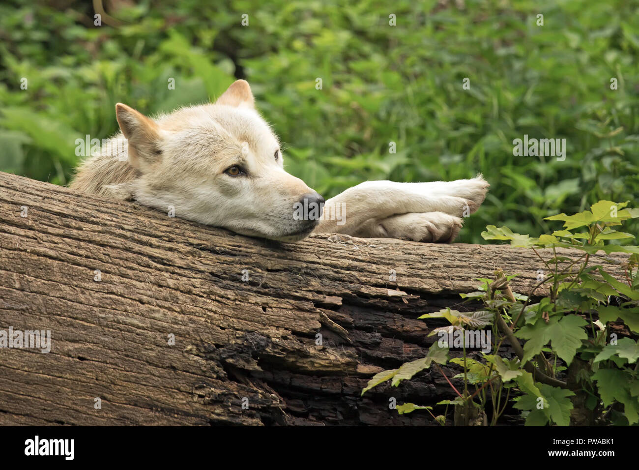Wolf behind tree hi-res stock photography and images - Alamy