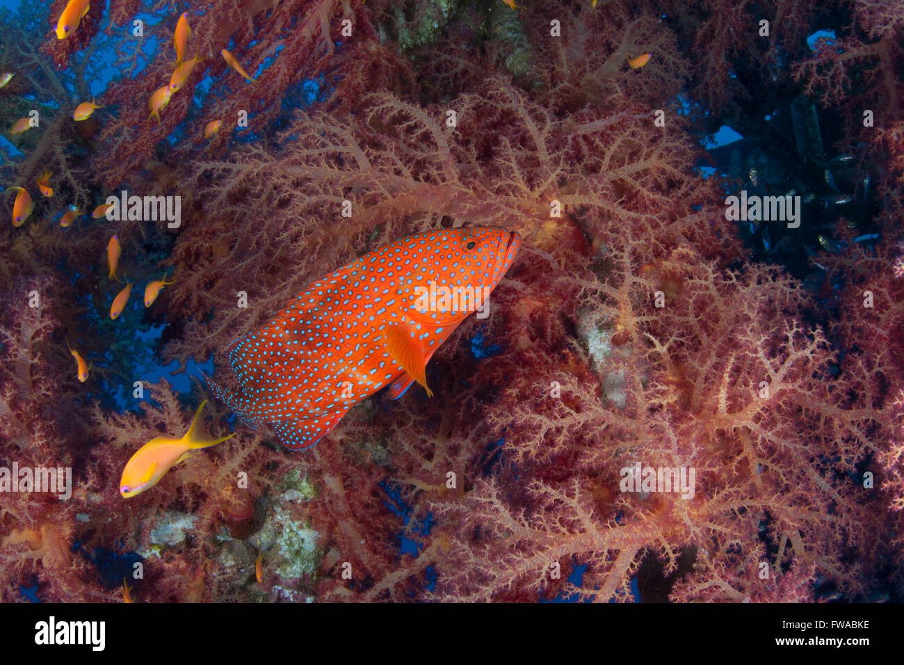Coral Grouper Cephalopholis Miniata with a backdrop of red ...