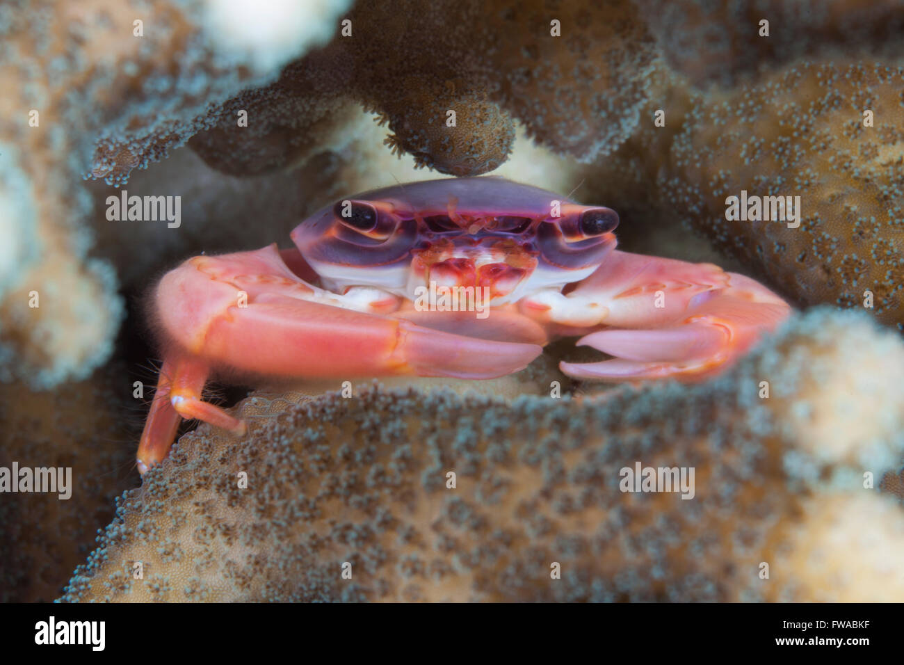 Red spotted coral crab hi-res stock photography and images - Alamy