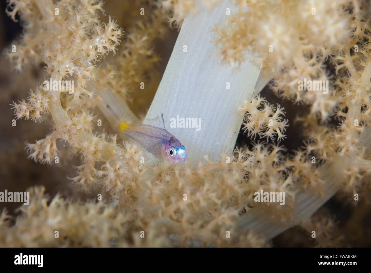 Nepthea coral hi-res stock photography and images - Alamy