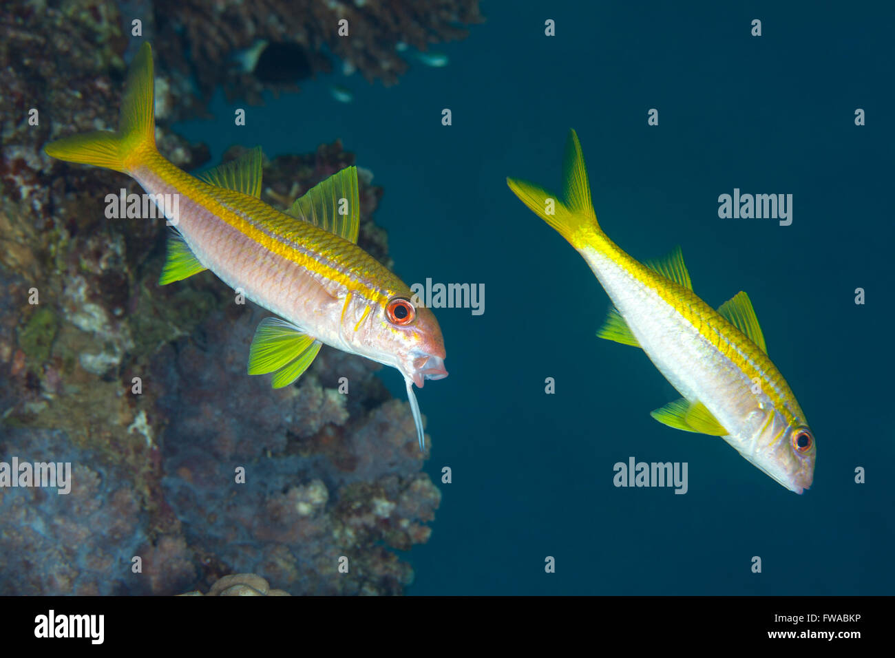 Mulloides vanicolensis hi-res stock photography and images - Alamy