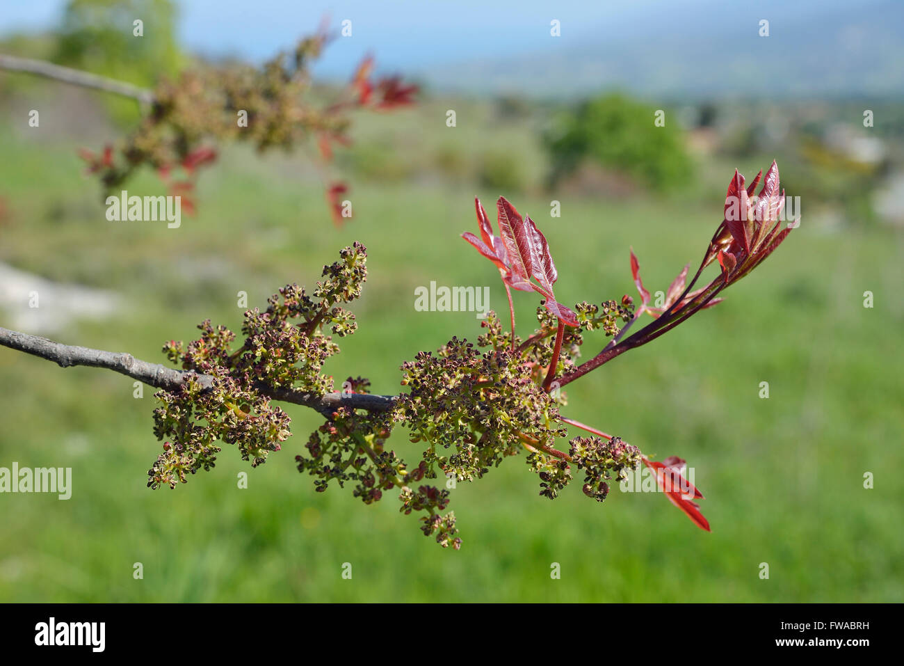 Turpentine Tree - Pistacia terebinthus Flowers & fresh leaves Stock ...