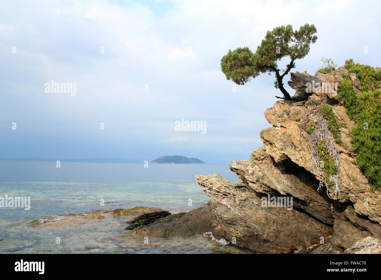 pine tree on a rock Stock Photo - Alamy