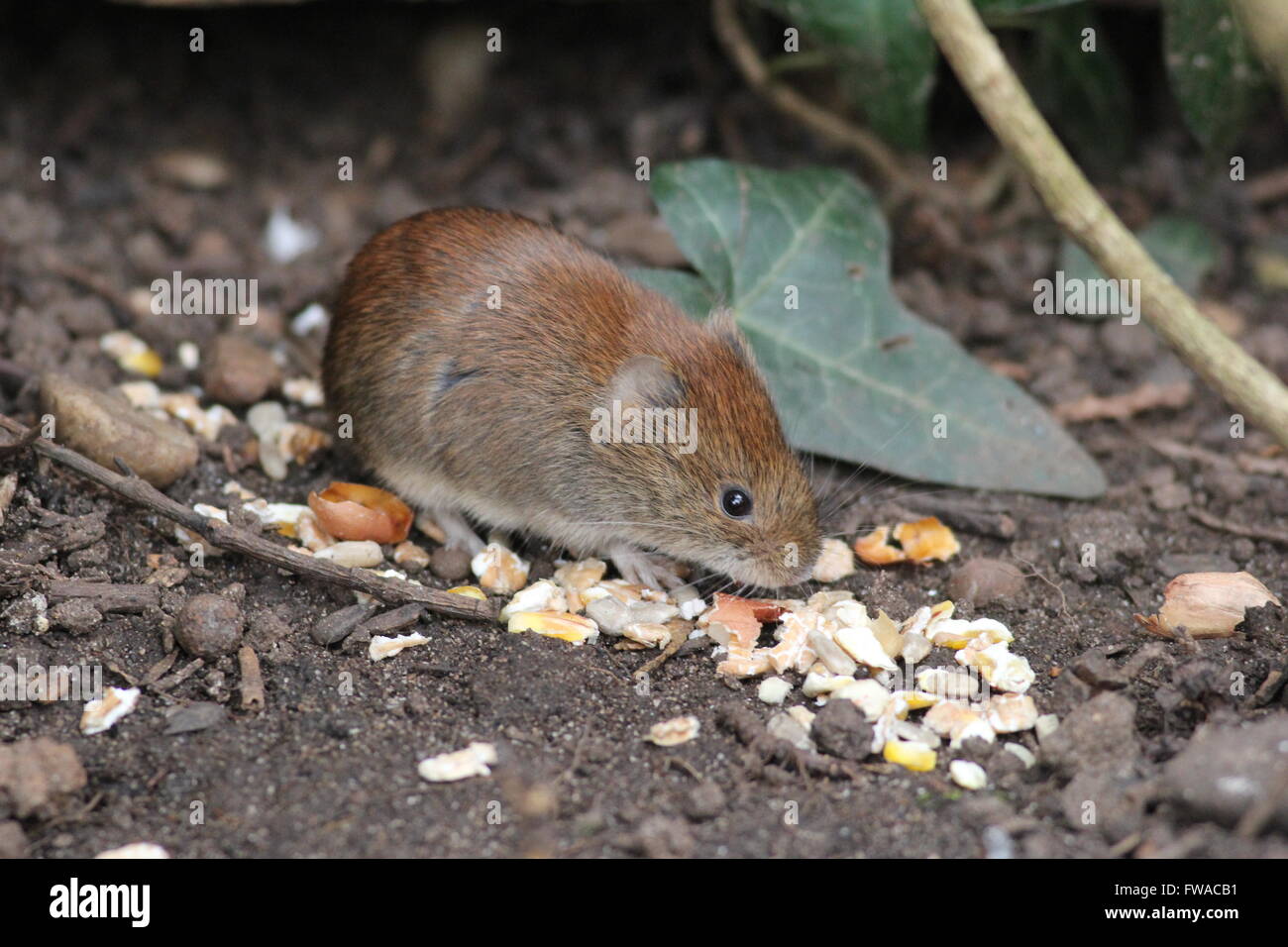 Bank vole in the garden hi-res stock photography and images - Alamy