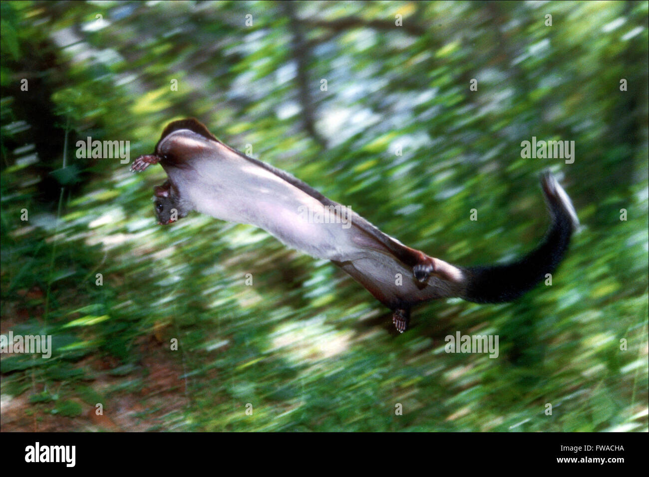 Travancore flying squirrel hi-res stock photography and images - Alamy