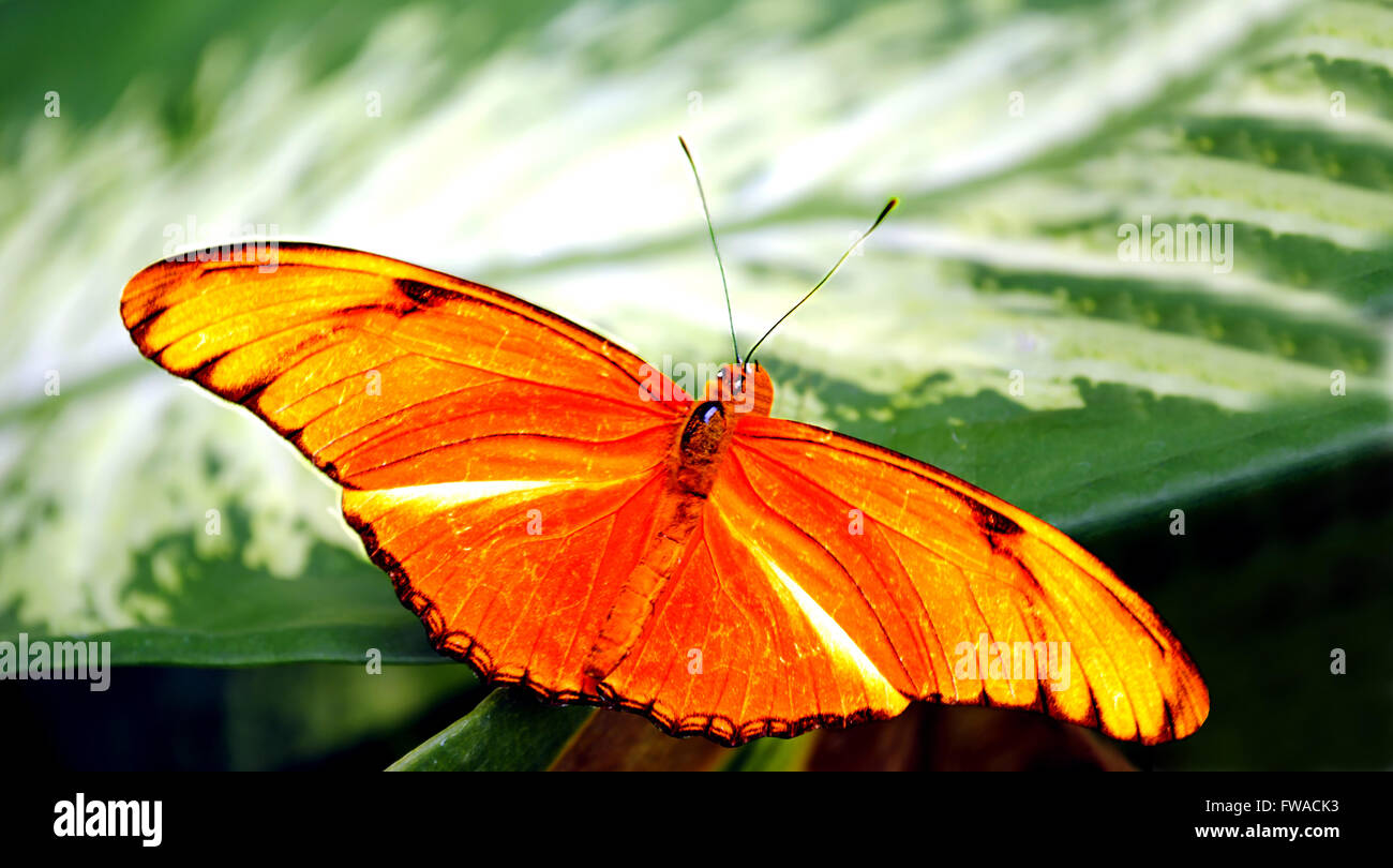 Flambeau butterfly Latin name Dryas iulia Stock Photo - Alamy