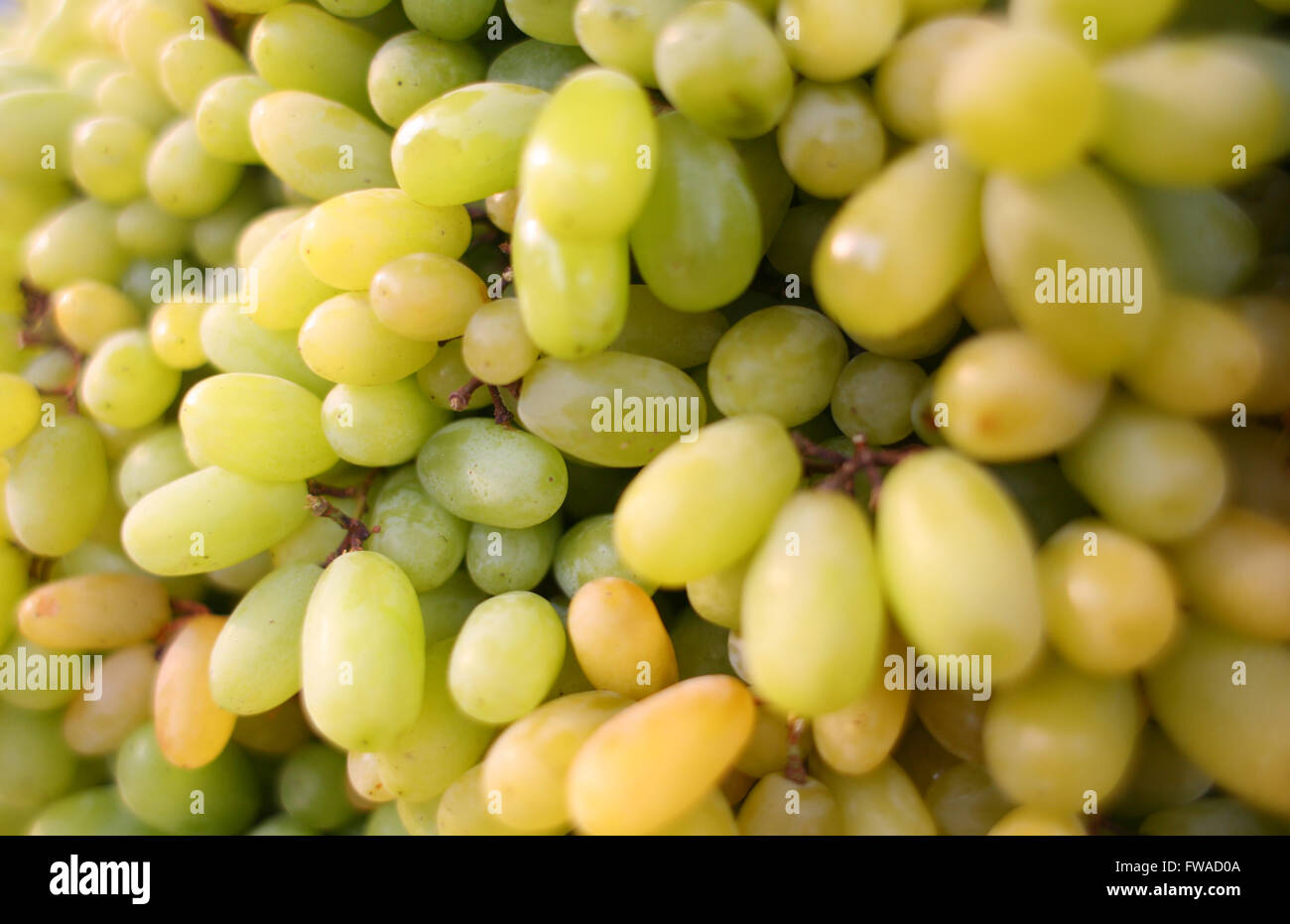 stock of fresh raw lot of green grapes Stock Photo - Alamy