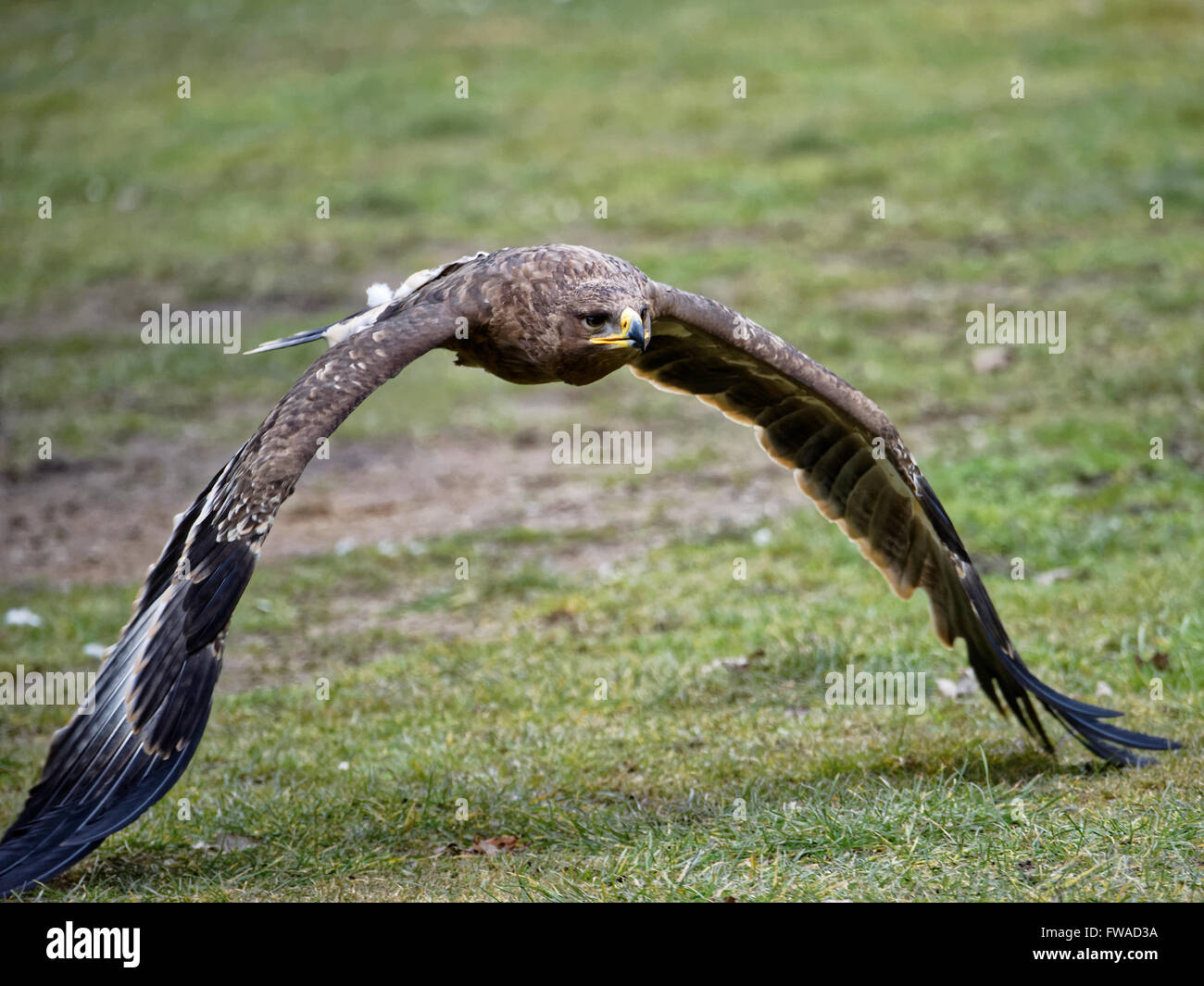 Steppe Eagle (Aquila nipalensis Stock Photo - Alamy