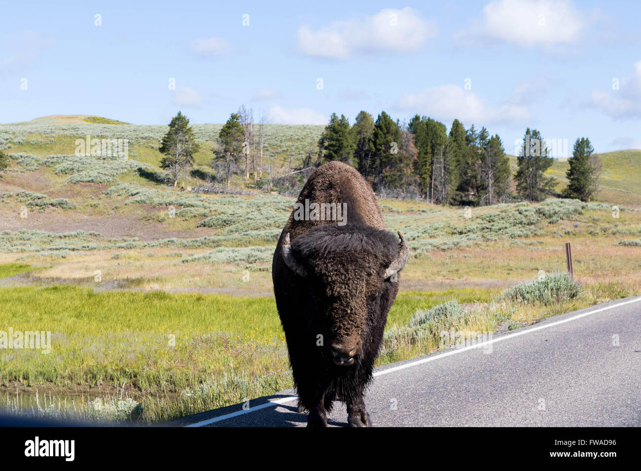 Buffalo Walking Down Road High Resolution Stock Photography and Images ...