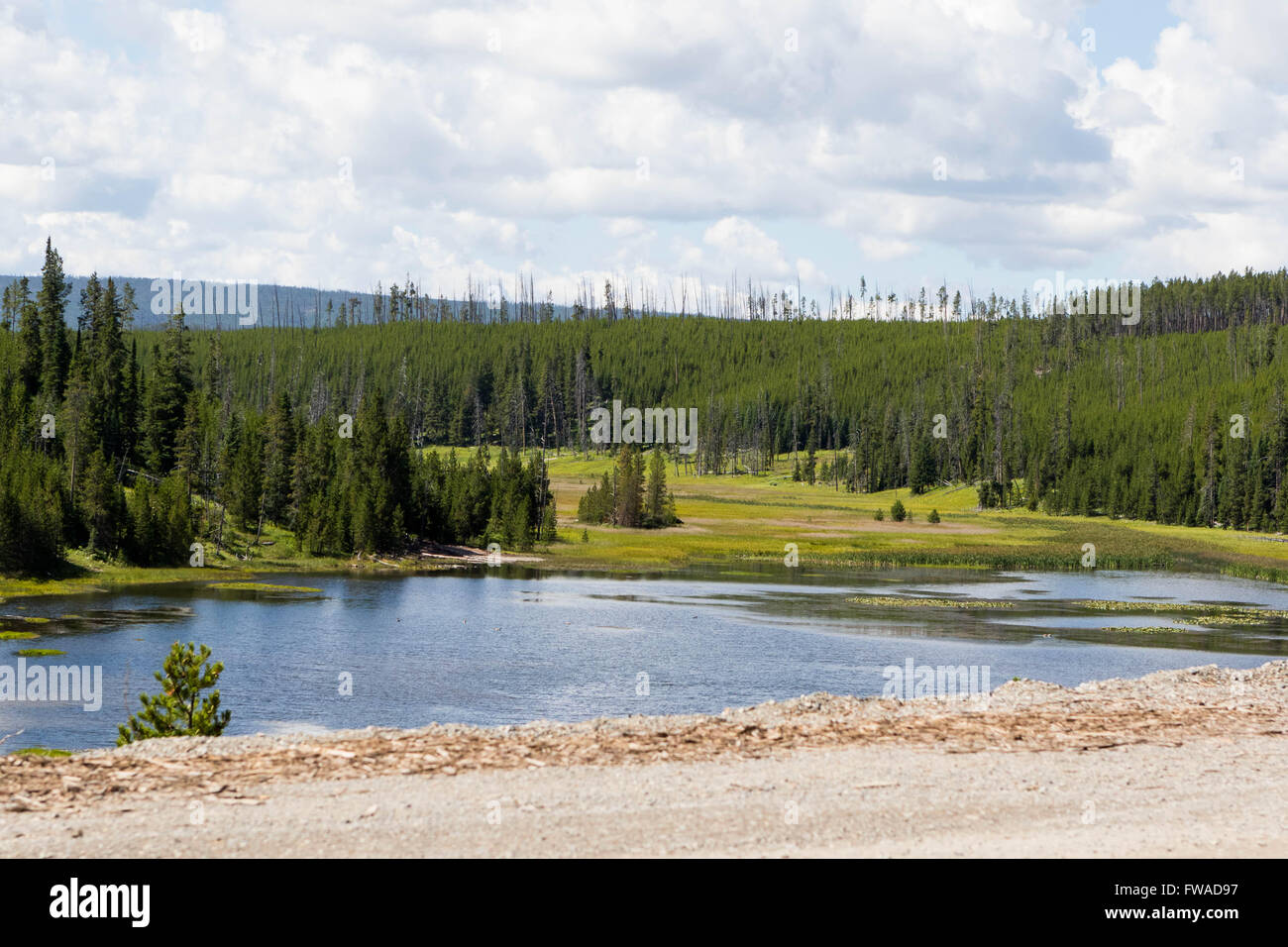 Nymph Lake in Yellowstone National Park Stock Photo - Alamy