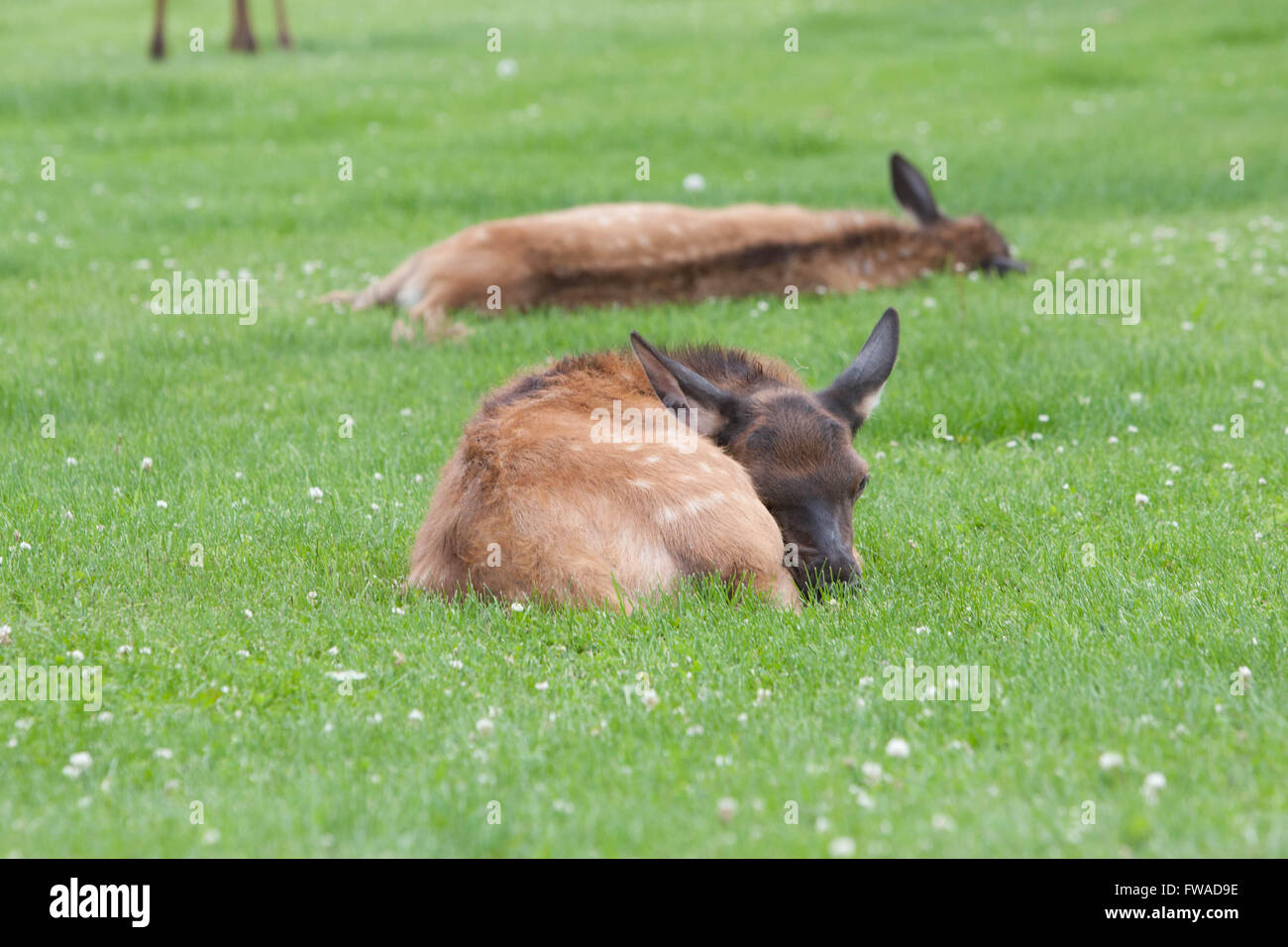 Baby elk hi-res stock photography and images - Alamy