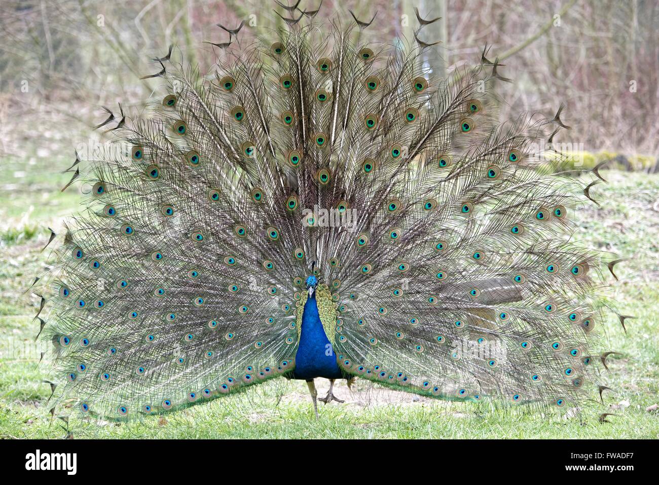Indian Peafowl,Pavo cristatus Stock Photo - Alamy