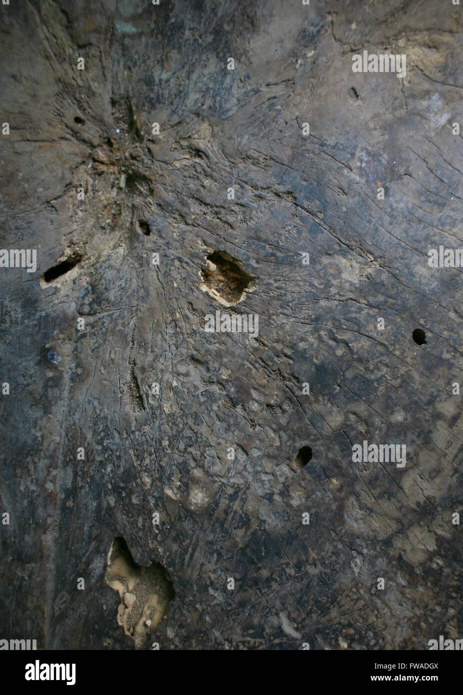 The old wood cut texture background texture Stock Photo - Alamy