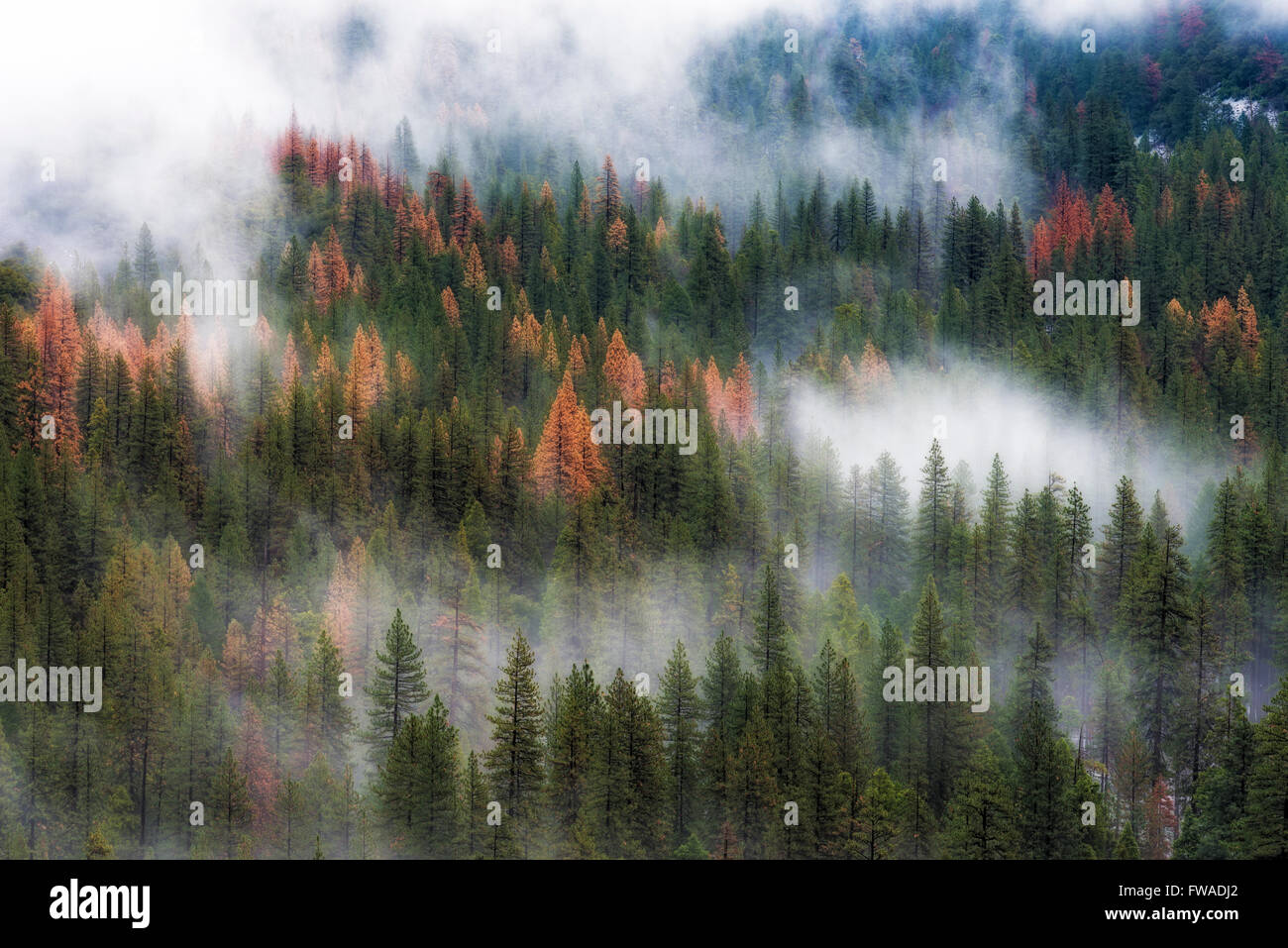 Pines and fog, Yosemite Valley, Yosemite National Park, California ...