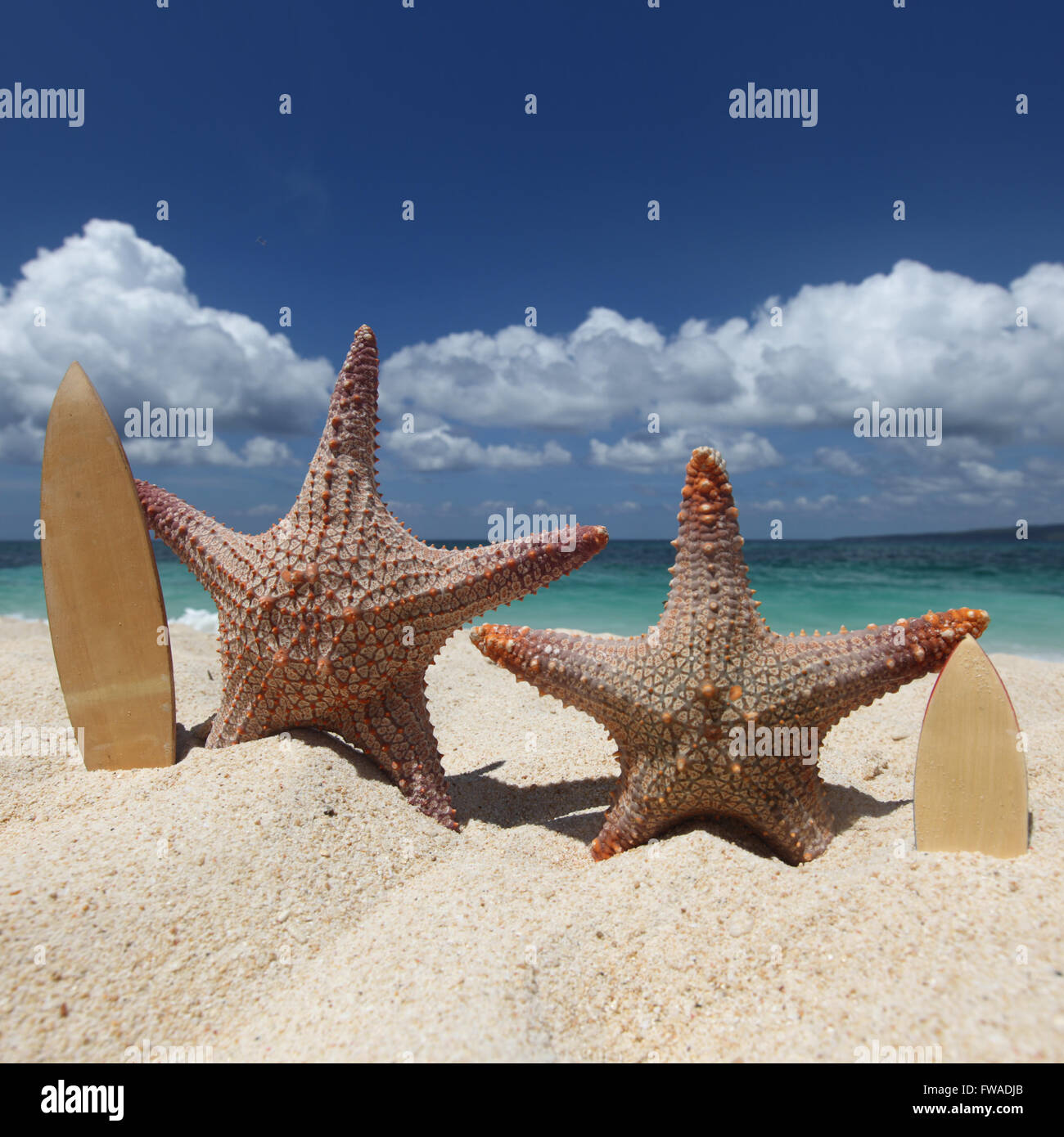 Two starfish surfers on sand of tropical beach at Philippines Stock ...