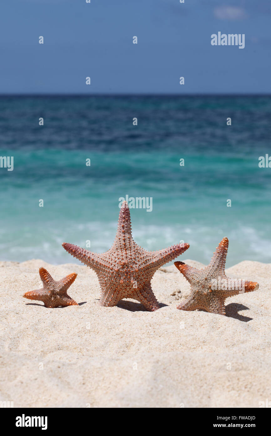 Three starfish on sand of tropical beach at Philippines Stock Photo - Alamy
