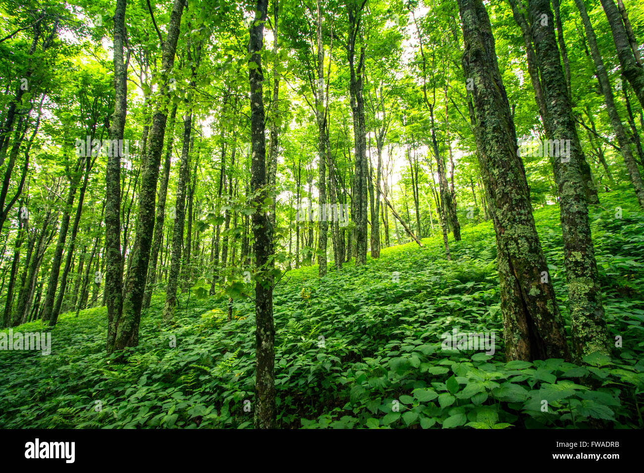 Lush green forest hi-res stock photography and images - Alamy