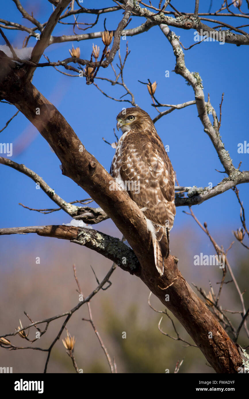 Carolina poplar hi-res stock photography and images - Alamy