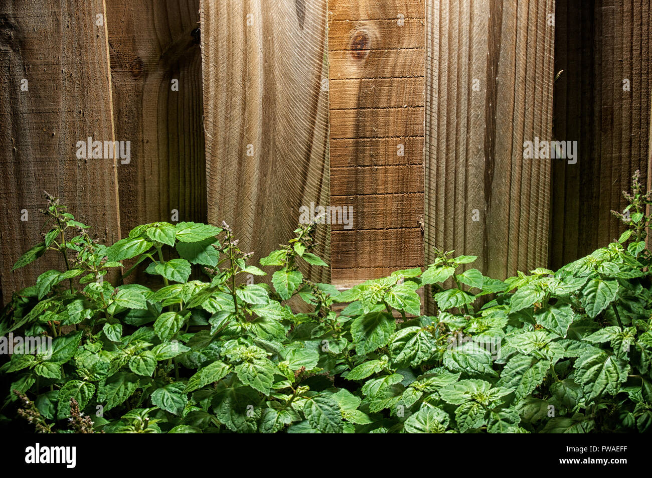 Patchouli Pogostemon Cablin High Resolution Stock Photography and ...