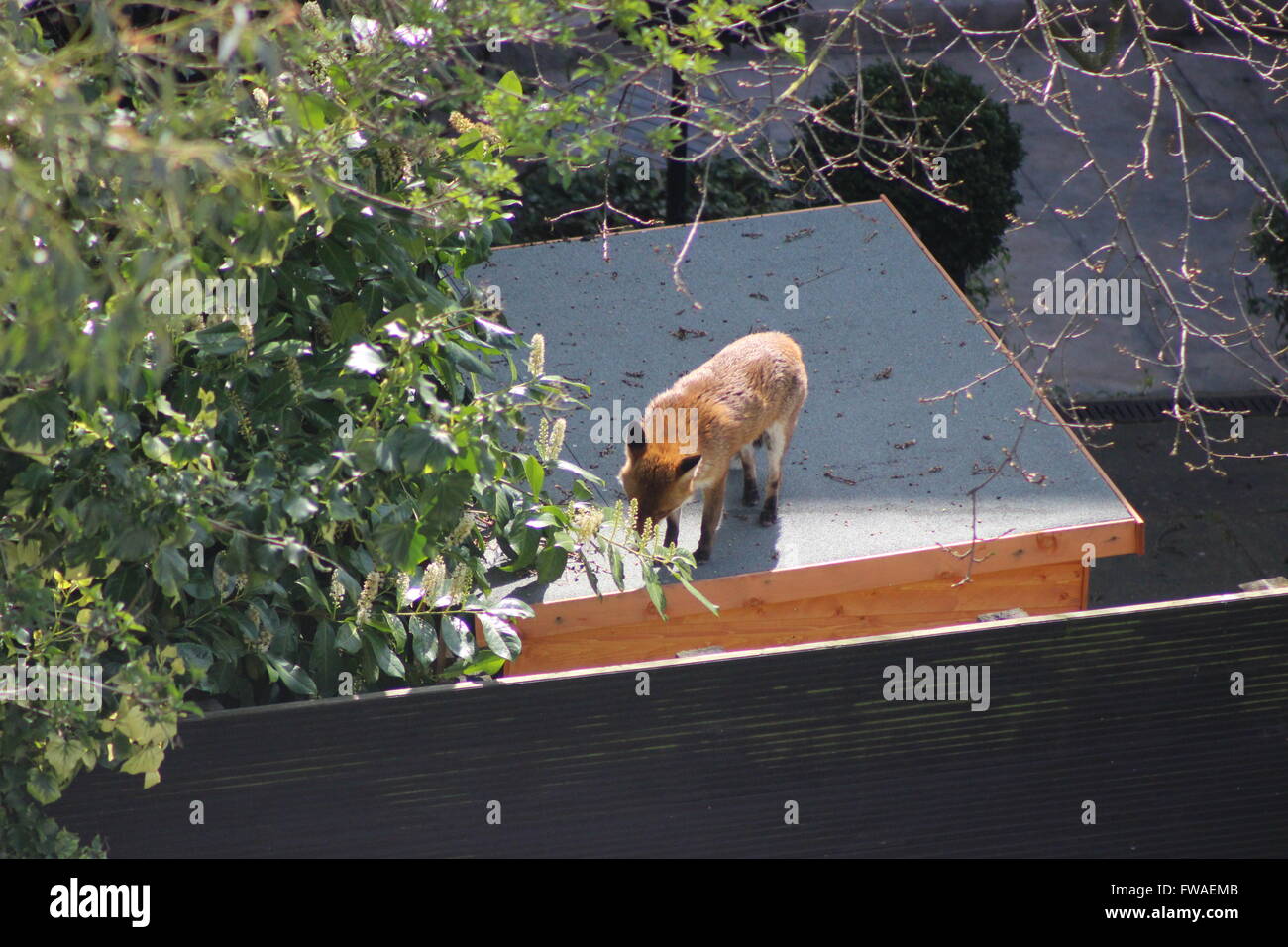 Urban red fox (Vulpes vulpes) on roof shed in London garden Stock Photo ...