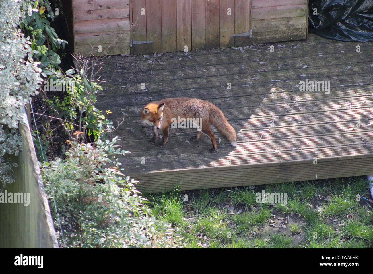 Urban red fox (Vulpes vulpes) in London garden Stock Photo - Alamy