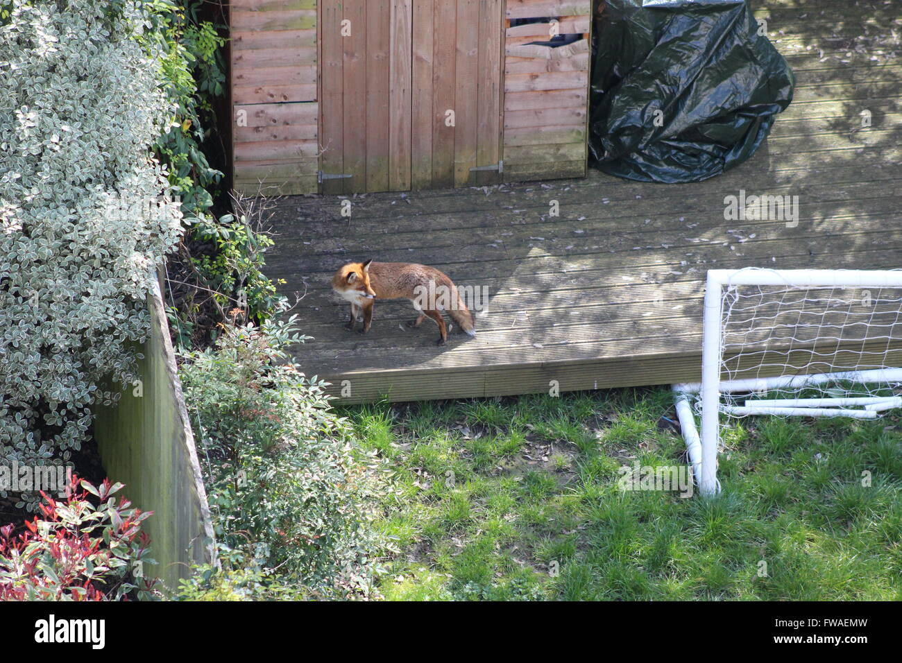 Urban red fox (Vulpes vulpes) in London garden Stock Photo - Alamy